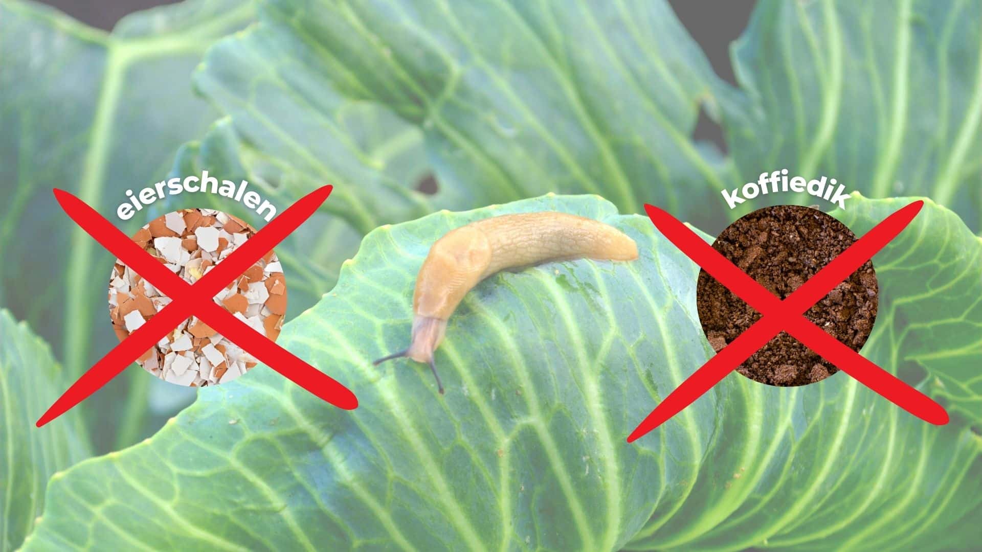 Ook zo vies van slakken? Zo houd je ze uit de tuin - Ecowijs